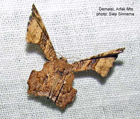 Papua Insects Foundation (Lepidoptera/Uraniidae/Epipleminae/Monobolodes ...